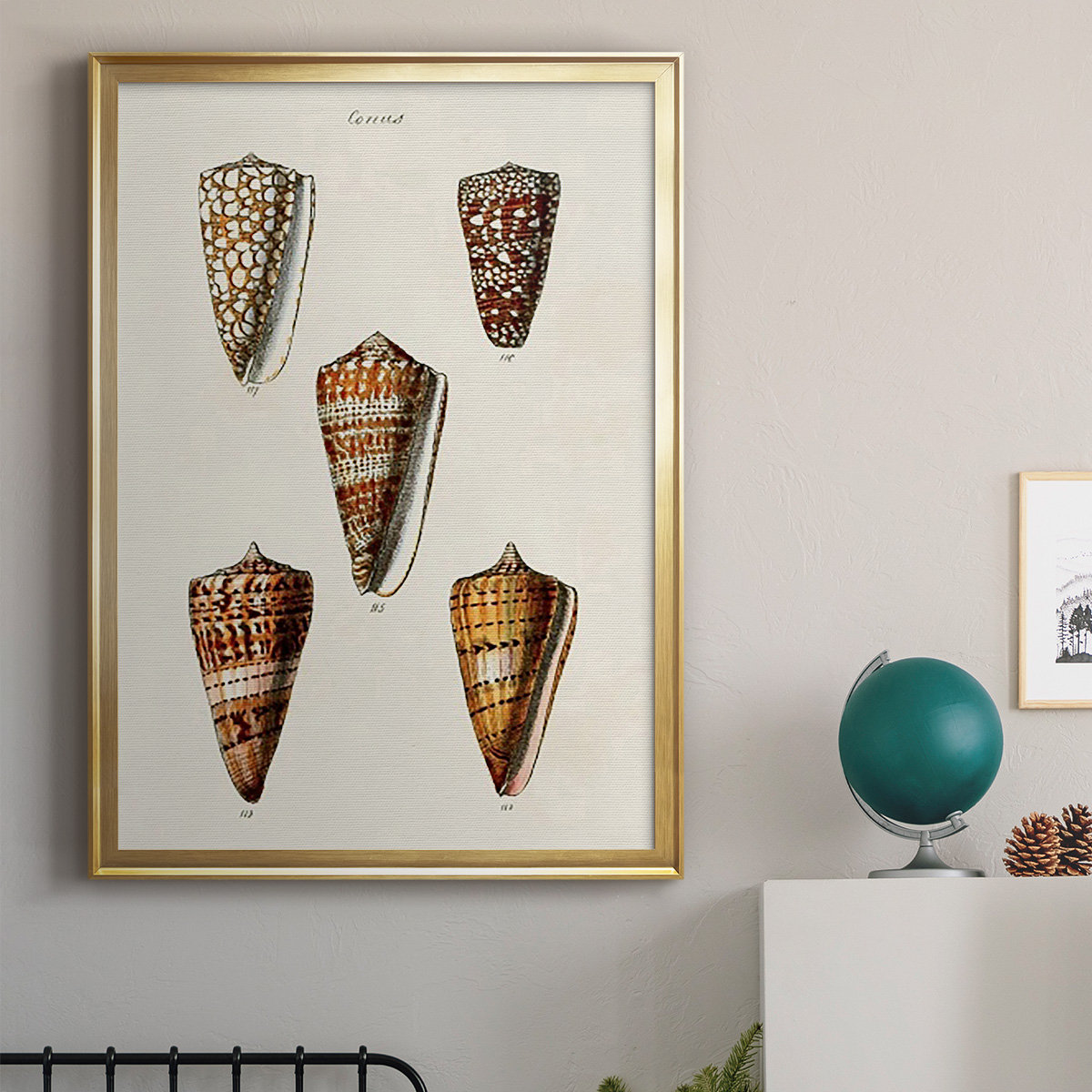 Wexford Home Cone Shell Collection II Premium Framed Print - Ready To Hang | Wayfair